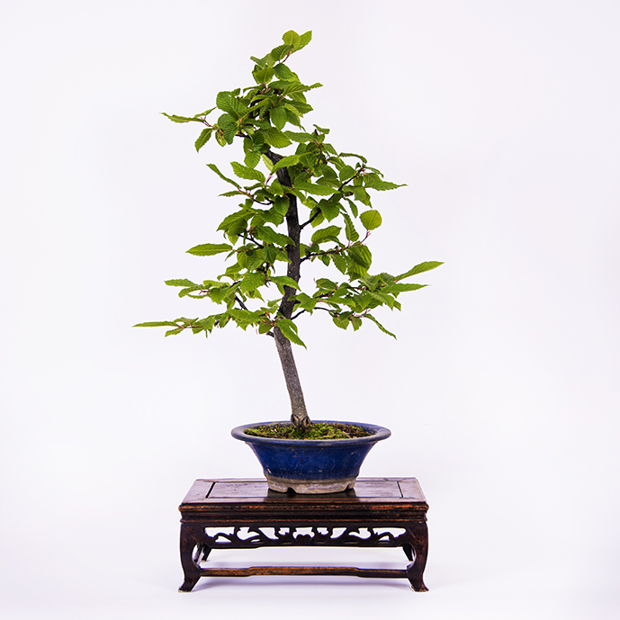 Carpinus betulus – Hatoen