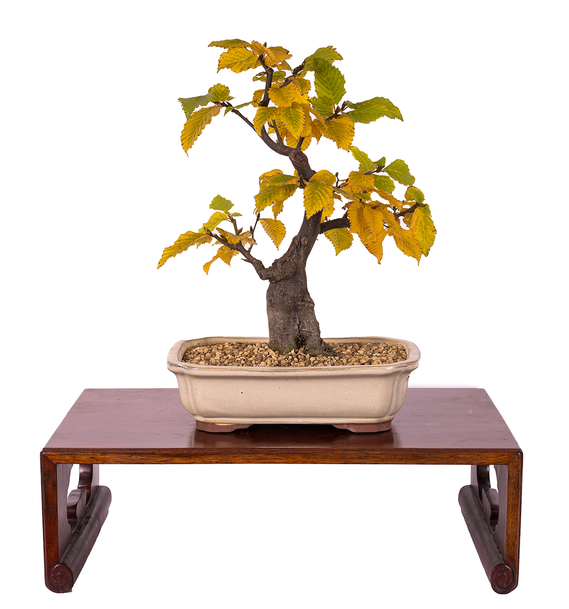 Carpinus betulus - Hatoen