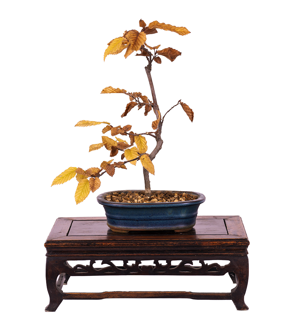 Carpinus betulus - Hatoen